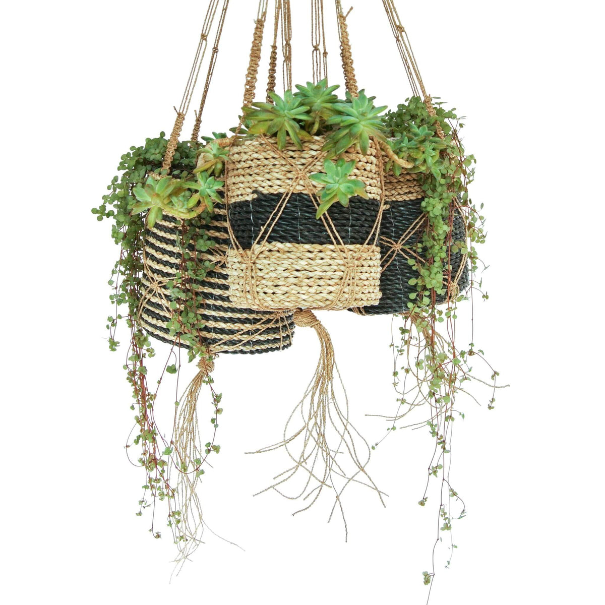 Mixed Black Hanging Baskets | Buy online, fast delivery | Iluka Beach